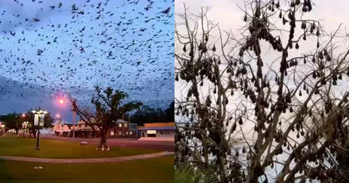 蝙蝠佔領澳洲小鎮 逾30萬大軍盤據空中！ | 事事如意生活網站